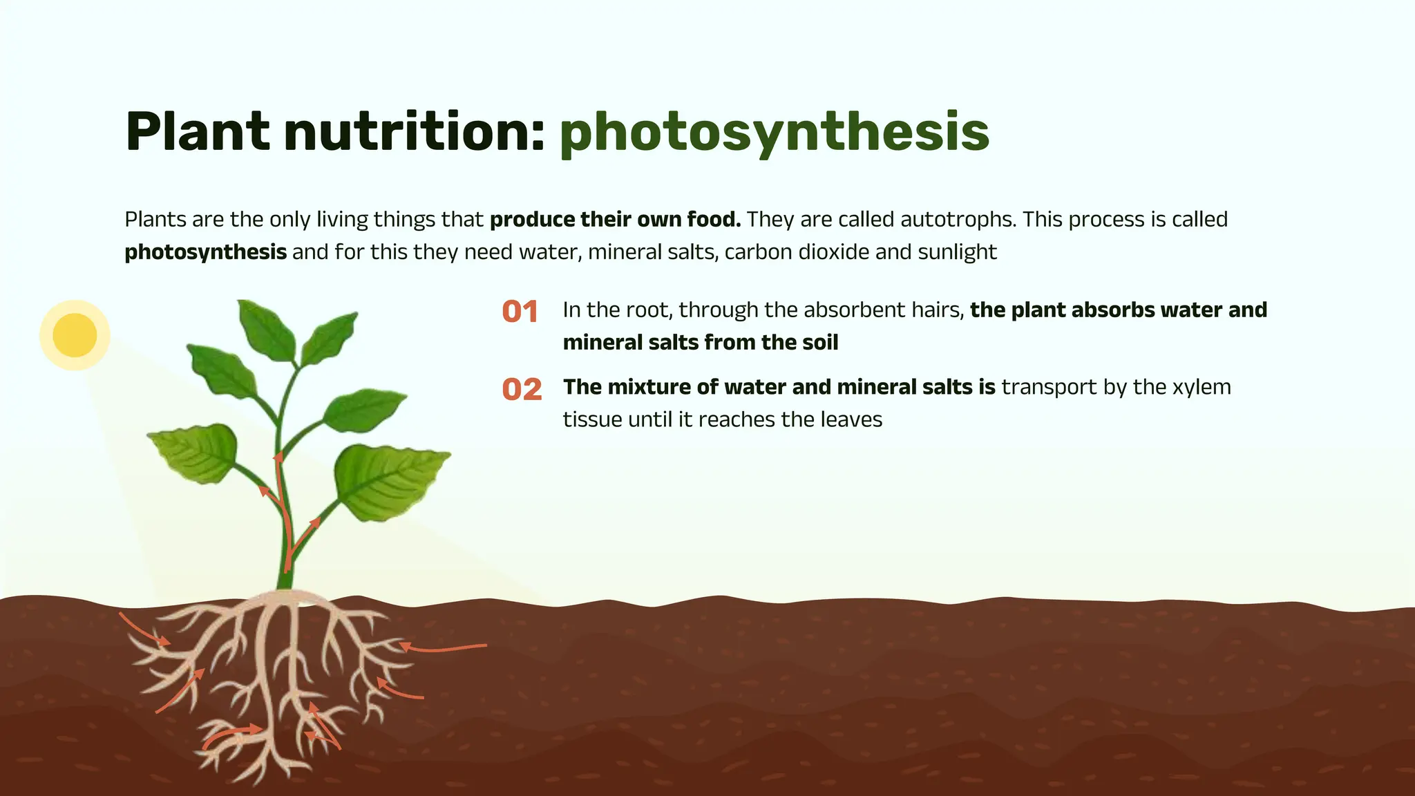 EN Plants_ Nutrition, Photosynthesis and Respiration by Slidesgo.pptx