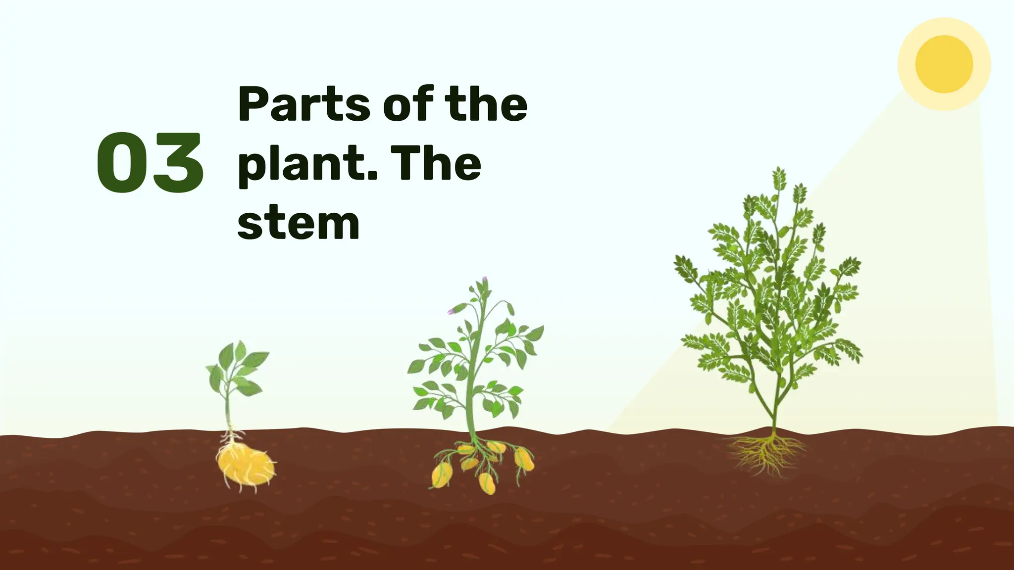 EN Plants_ Nutrition, Photosynthesis and Respiration by Slidesgo.pptx