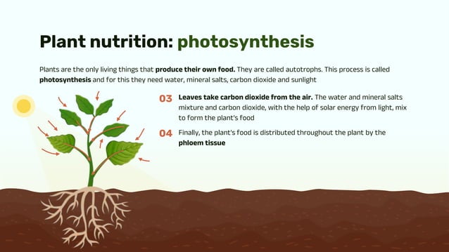 EN Plants_ Nutrition, Photosynthesis and Respiration by Slidesgo.pptx