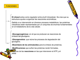 Hialoplasma o Citosol | PPT