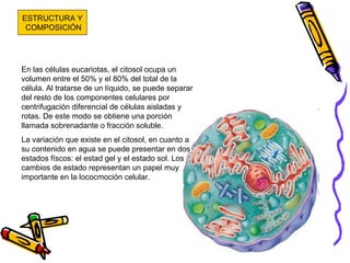 Hialoplasma o Citosol | PPT