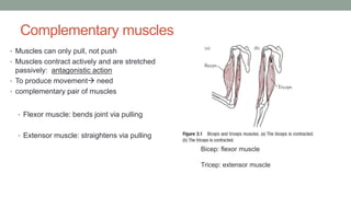 Enriched_muscles_and_energy.pdf Life Sciences in Mechanics | PDF