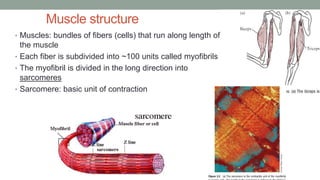 Enriched_muscles_and_energy.pdf Life Sciences in Mechanics | PPT