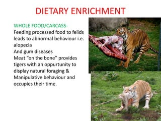 Enrichment of tiger and lion | PPTX