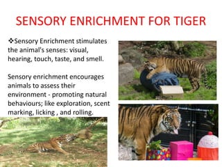 Enrichment of tiger and lion | PPTX