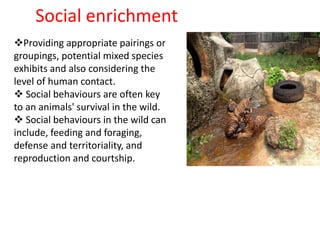 Enrichment of tiger and lion | PPTX