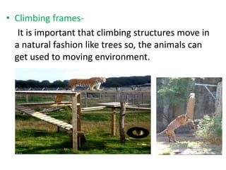 Enrichment of tiger and lion | PPTX