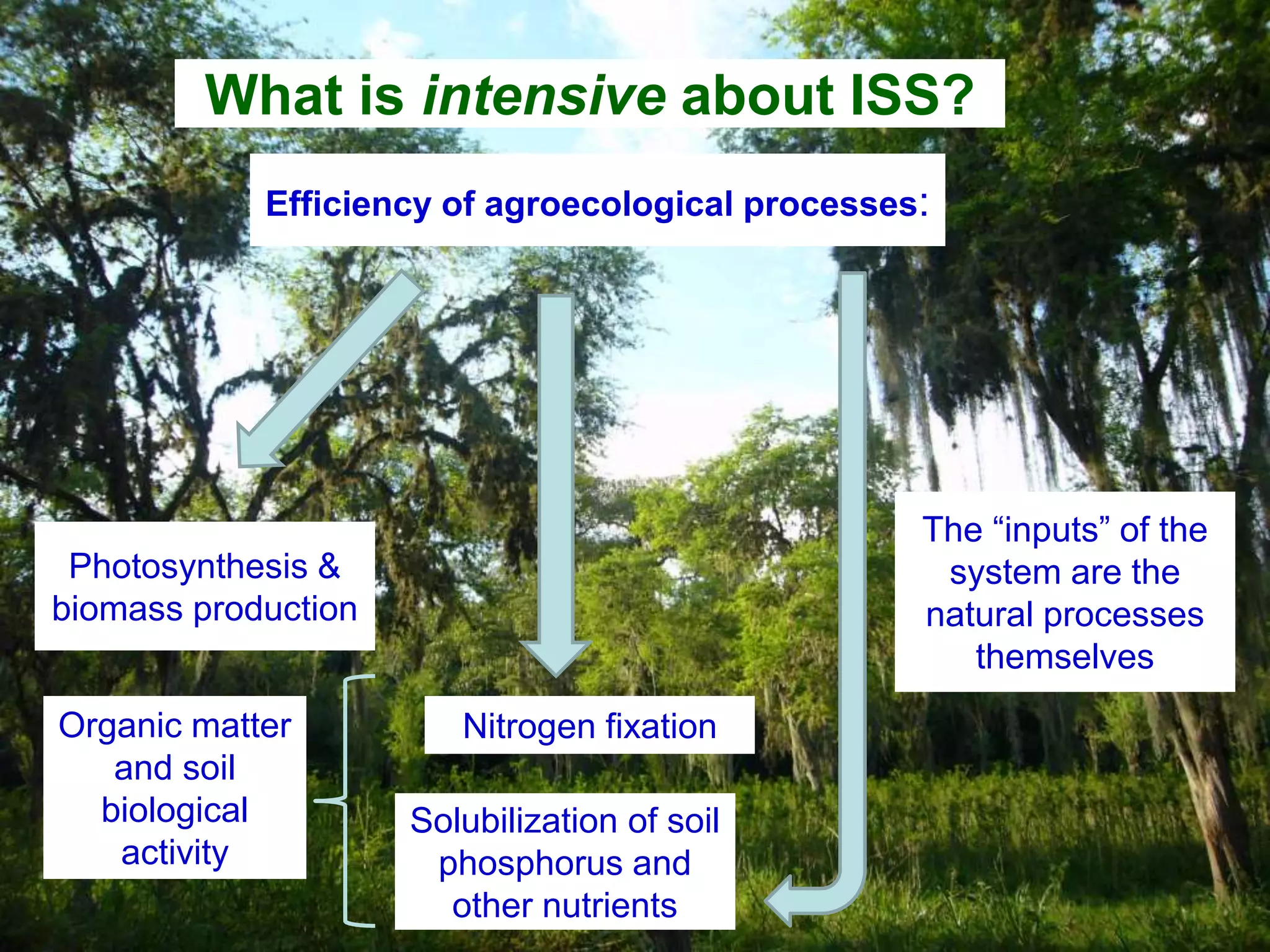 Intensive silvopastoral systems ISS: sustainable cattle ranching and ...