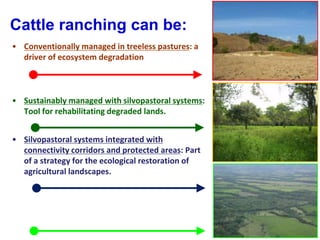 Intensive silvopastoral systems ISS: sustainable cattle ranching and ...
