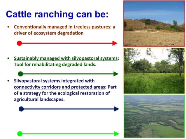Intensive silvopastoral systems ISS: sustainable cattle ranching and ...