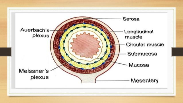 nerve supply of GIT | PDF | Brain and Nervous System Disorders | Diseases and Conditions