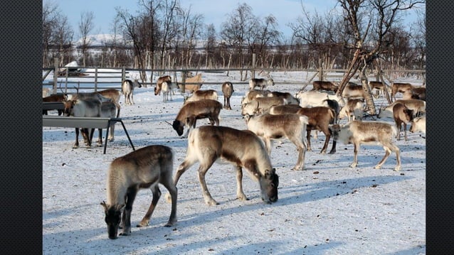 En Samisk historia | PPT