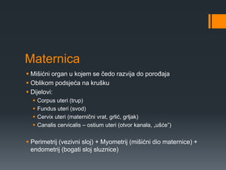 Anatomija ženskog spolnog sustava & menstruacijski ciklus | PPT