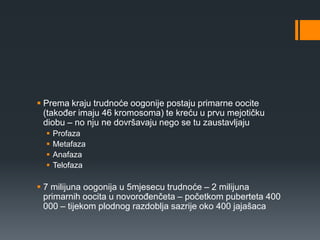 Anatomija ženskog spolnog sustava & menstruacijski ciklus | PPT