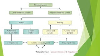 enteric nervous system.pptx