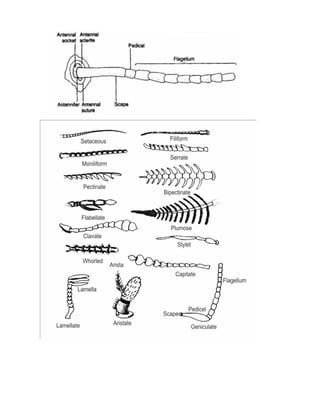 ENT-121-Fundamentals-of-Entomology.pdf notes | PDF