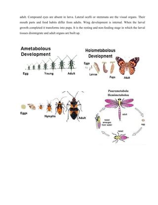 ENT-121-Fundamentals-of-Entomology.pdf notes | PDF