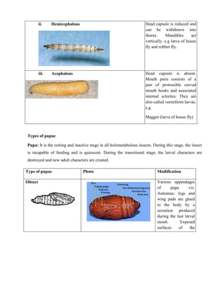 ENT-121-Fundamentals-of-Entomology.pdf notes | PDF