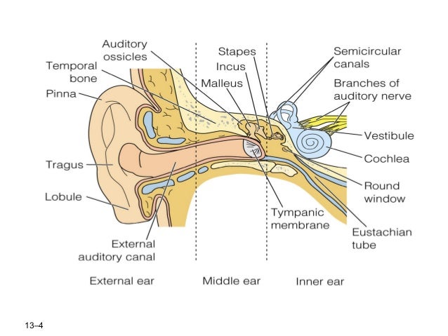 ENT assessment