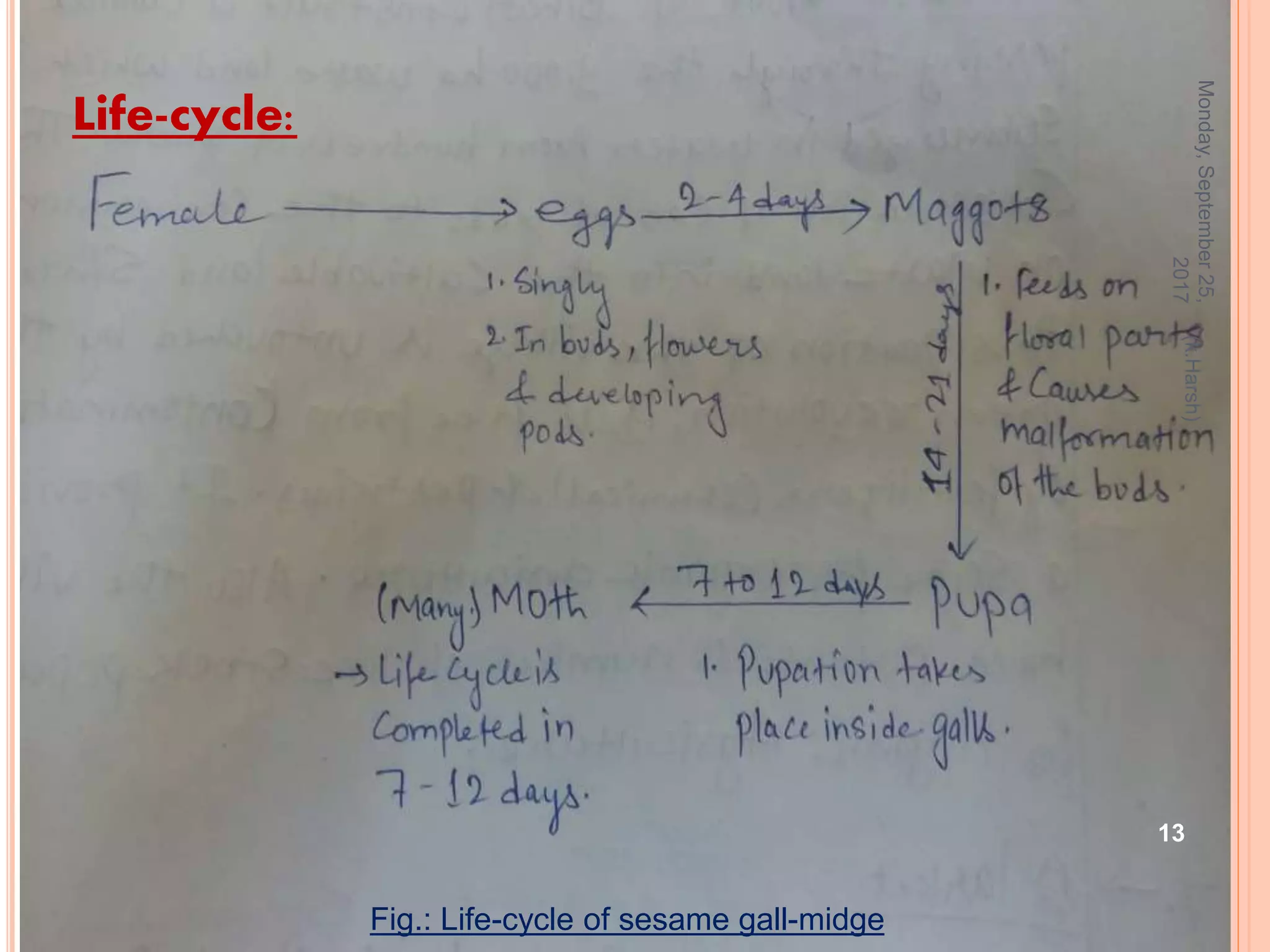 insect-pest of sesame | PPTX