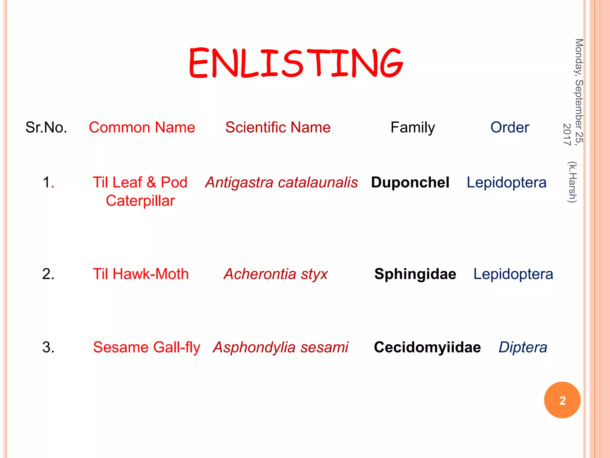 insect-pest of sesame | PPTX