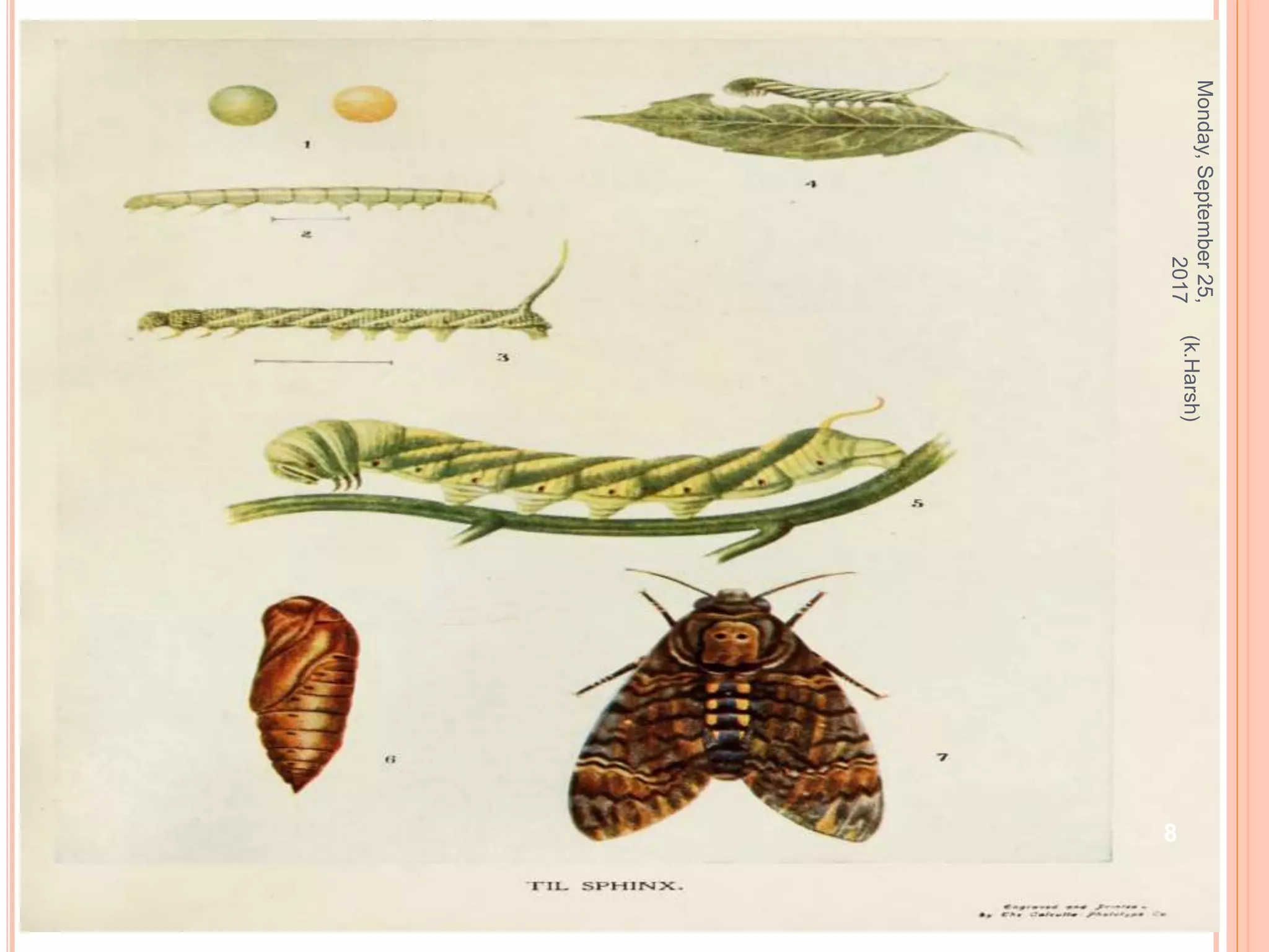 insect-pest of sesame | PPTX