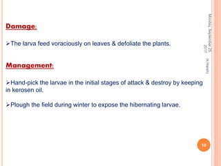 insect-pest of sesame | PPTX