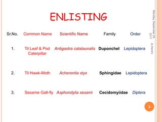 insect-pest of sesame | PPTX