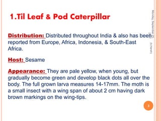 insect-pest of sesame | PPTX
