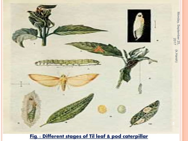 insect-pest of sesame | PPTX | Gardening | Home & Garden