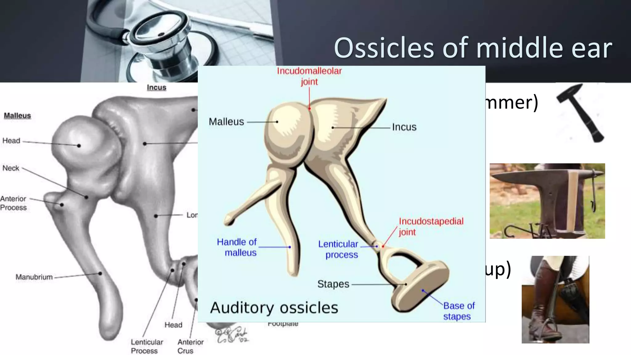 Anatomy of middle ear | PPTX