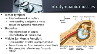 Anatomy of middle ear | PPTX