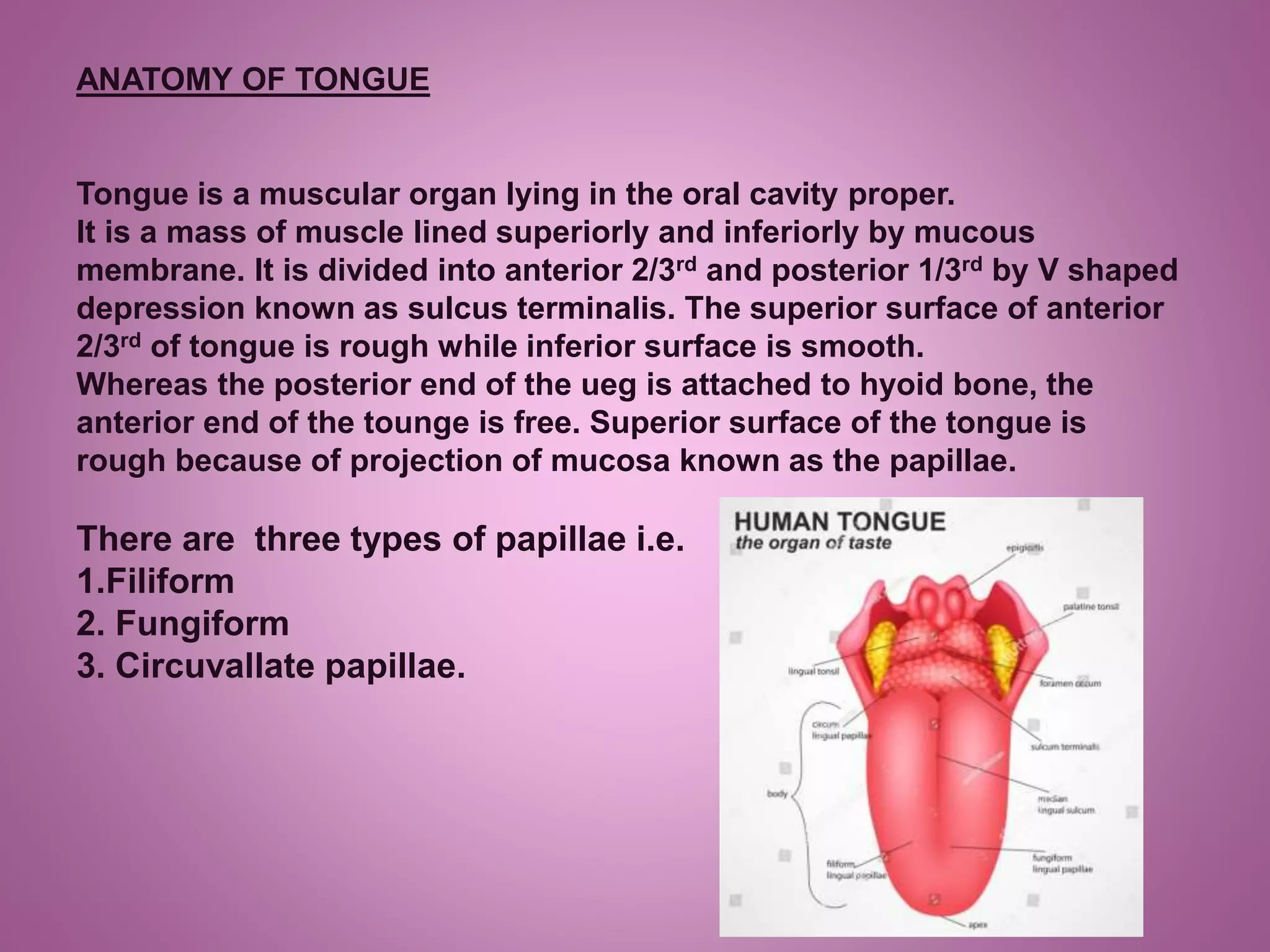 Anatomy and physiology of ENT | PPTX