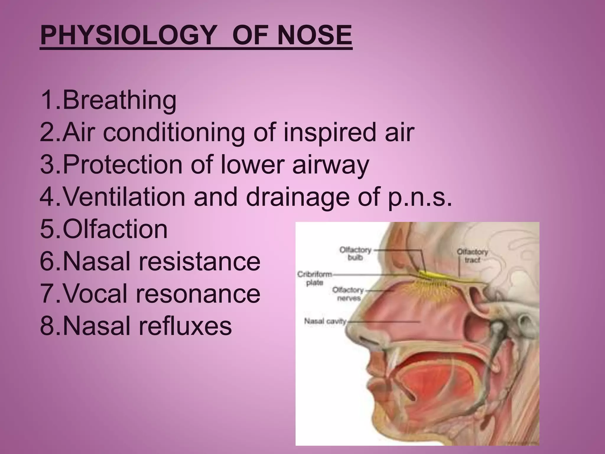 Anatomy and physiology of ENT | PPTX