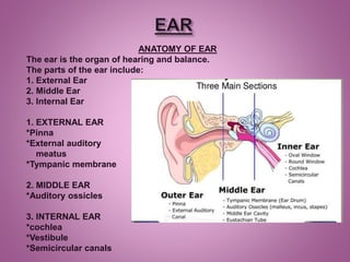 Anatomy and physiology of ENT | PPTX