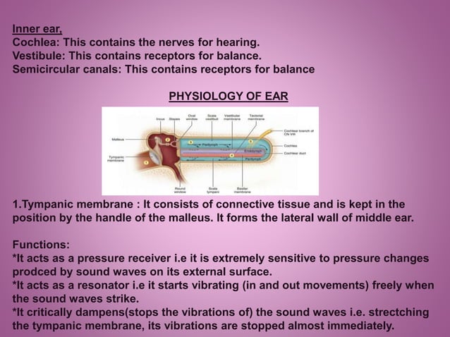Anatomy and physiology of ENT | PPTX | Ear, Nose and Throat Conditions ...