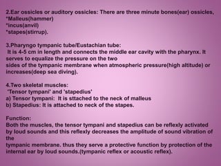 Anatomy and physiology of ENT | PPTX