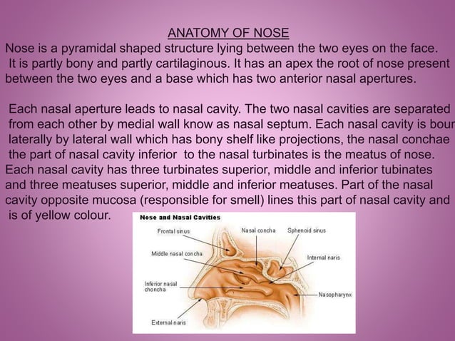 Anatomy and physiology of ENT | PPTX | Ear, Nose and Throat Conditions ...