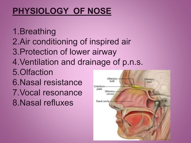 Anatomy and physiology of ENT | PPTX | Ear, Nose and Throat Conditions ...