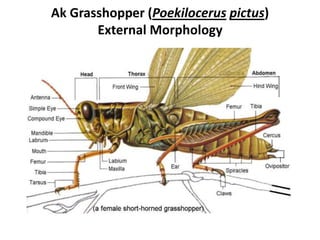 Grasshopper External Anatomy