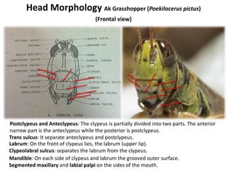 Grasshopper Head Anatomy