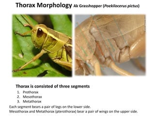 Grasshopper Malpighian Tubules