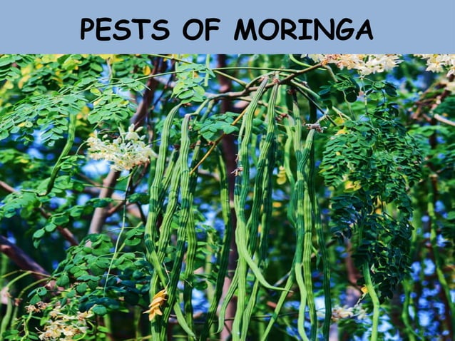 ENT-313(HO) pests of Moringa powerpoint .pptx