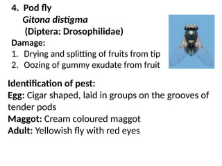 ENT-313(HO) pests of Moringa powerpoint .pptx
