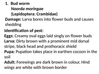 ENT-313(HO) pests of Moringa powerpoint .pptx