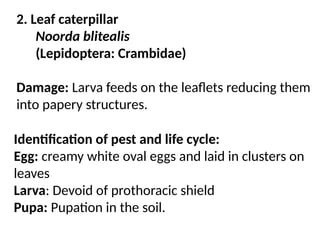 ENT-313(HO) pests of Moringa powerpoint .pptx