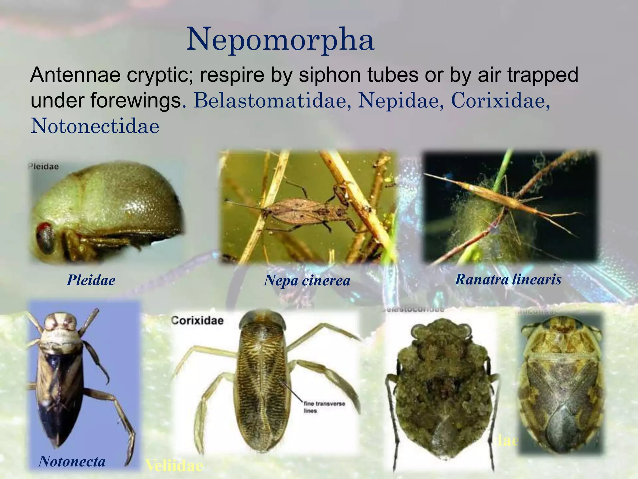 Order Hemiptera and their important families | PPTX