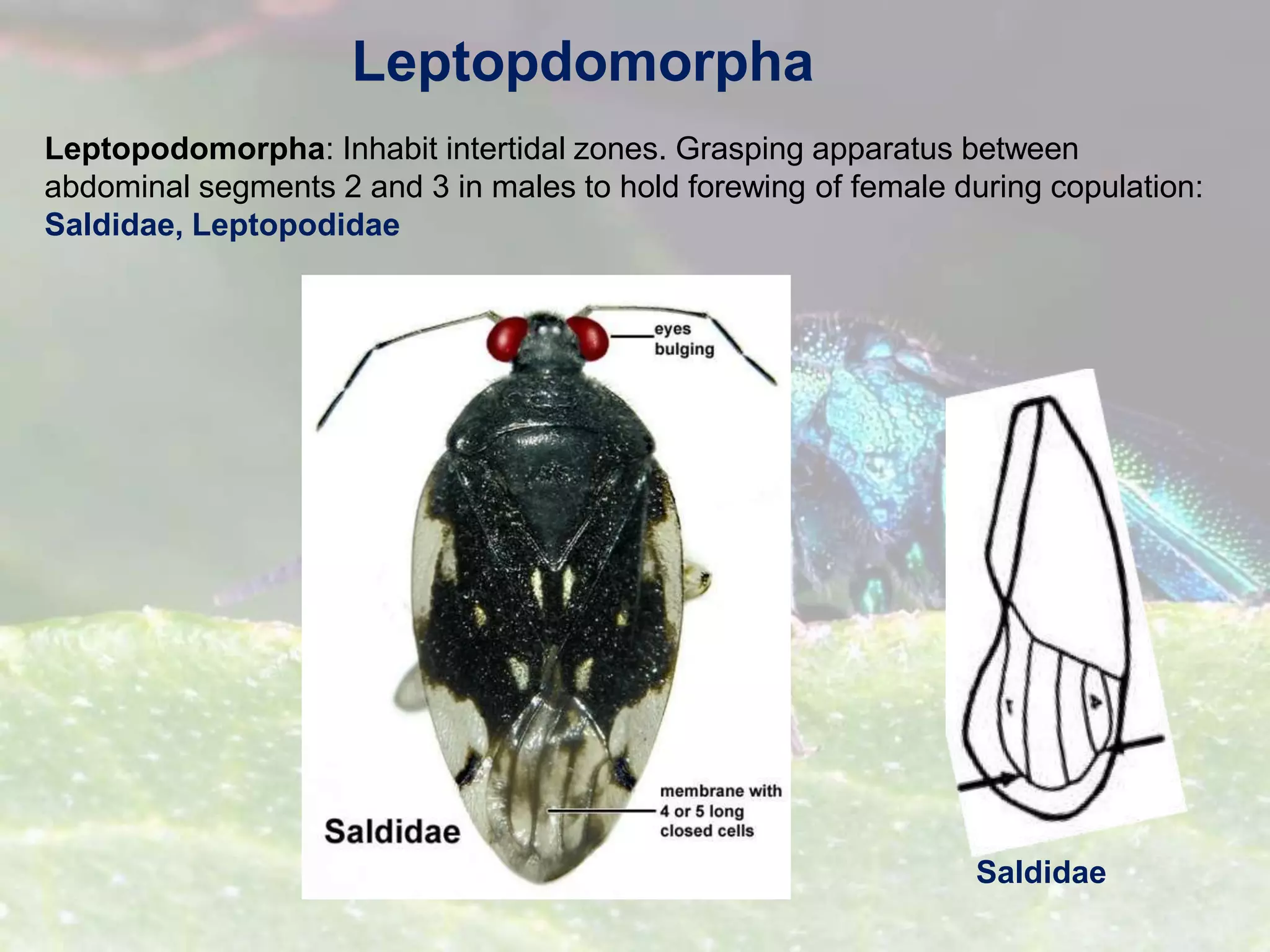 Order Hemiptera and their important families | PPTX