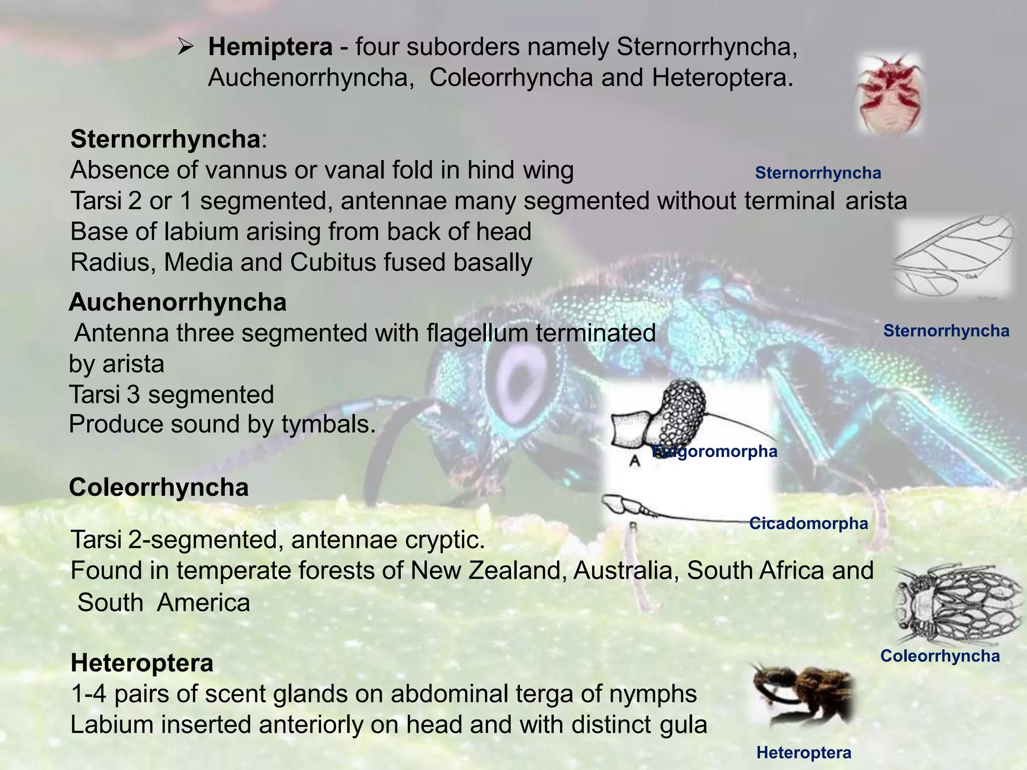 Order Hemiptera and their important families | PPTX