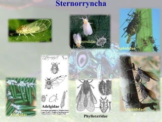 Order Hemiptera and their important families | PPTX